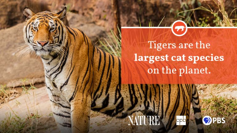 Tiger Fact Sheet | Blog | Nature | PBS