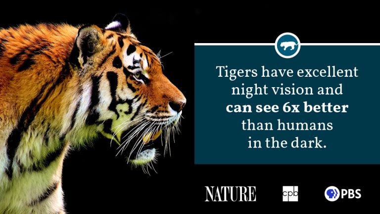 Tiger Fact Sheet | Blog | Nature | PBS