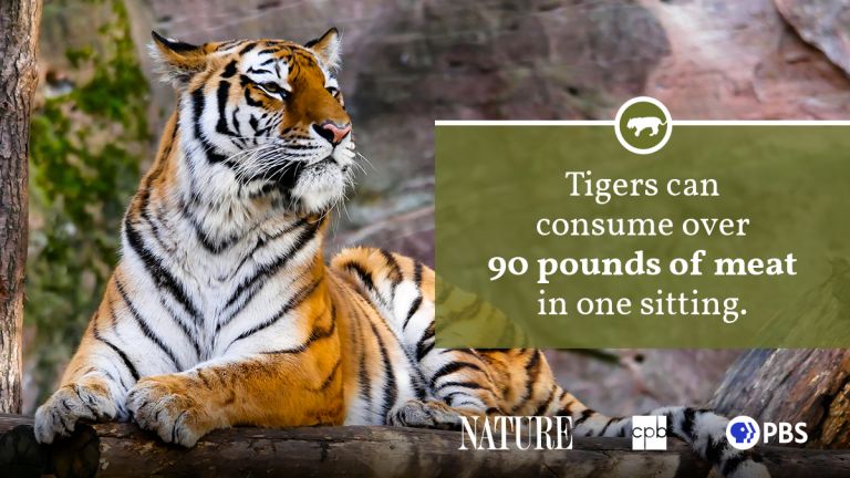 Tiger Fact Sheet | Blog | Nature | PBS