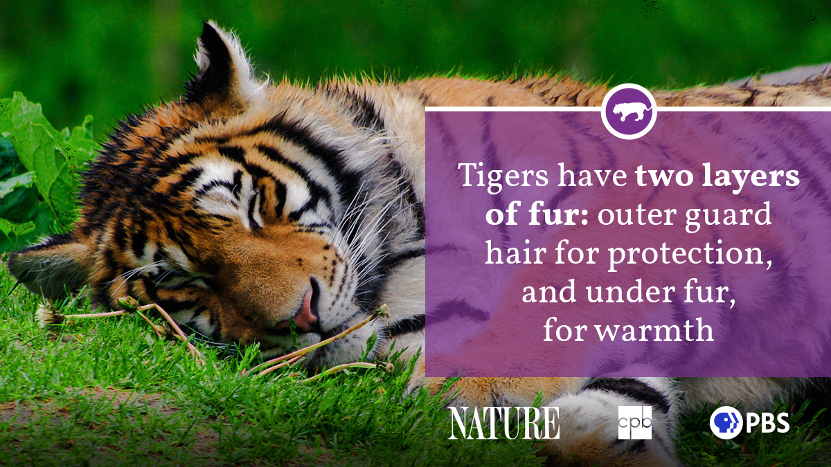 Tiger Fact Sheet | Blog | Nature | PBS
