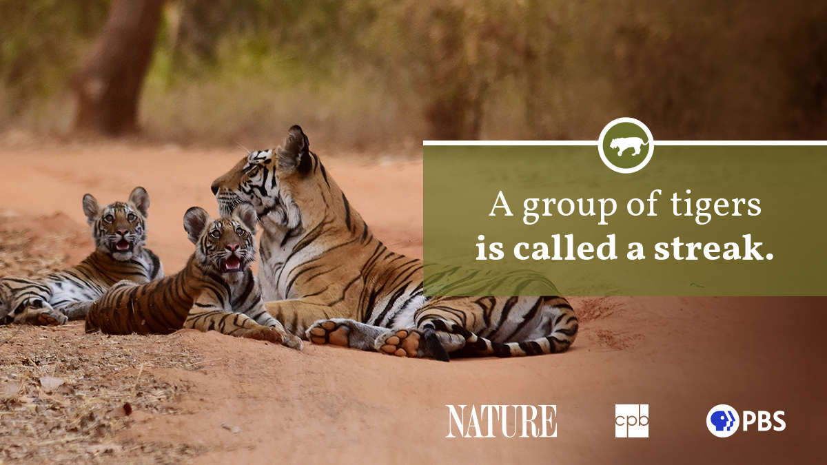 Tiger Fact Sheet | Blog | Nature | PBS