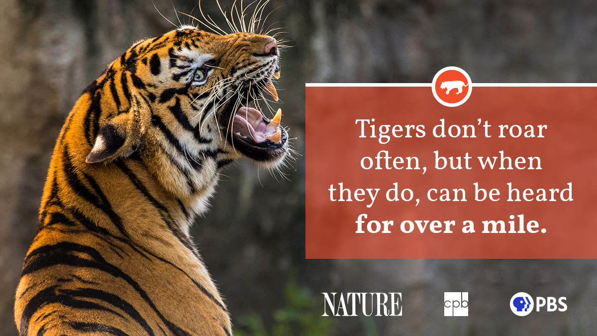 Tiger Fact Sheet | Blog | Nature | PBS