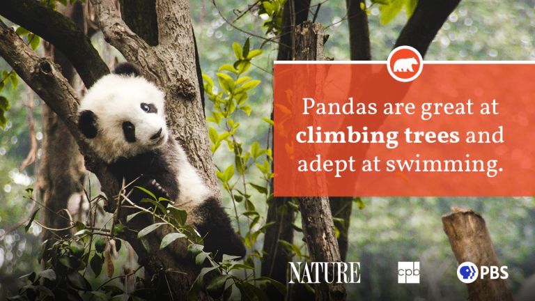 Panda Fact Sheet | Blog | Nature | PBS