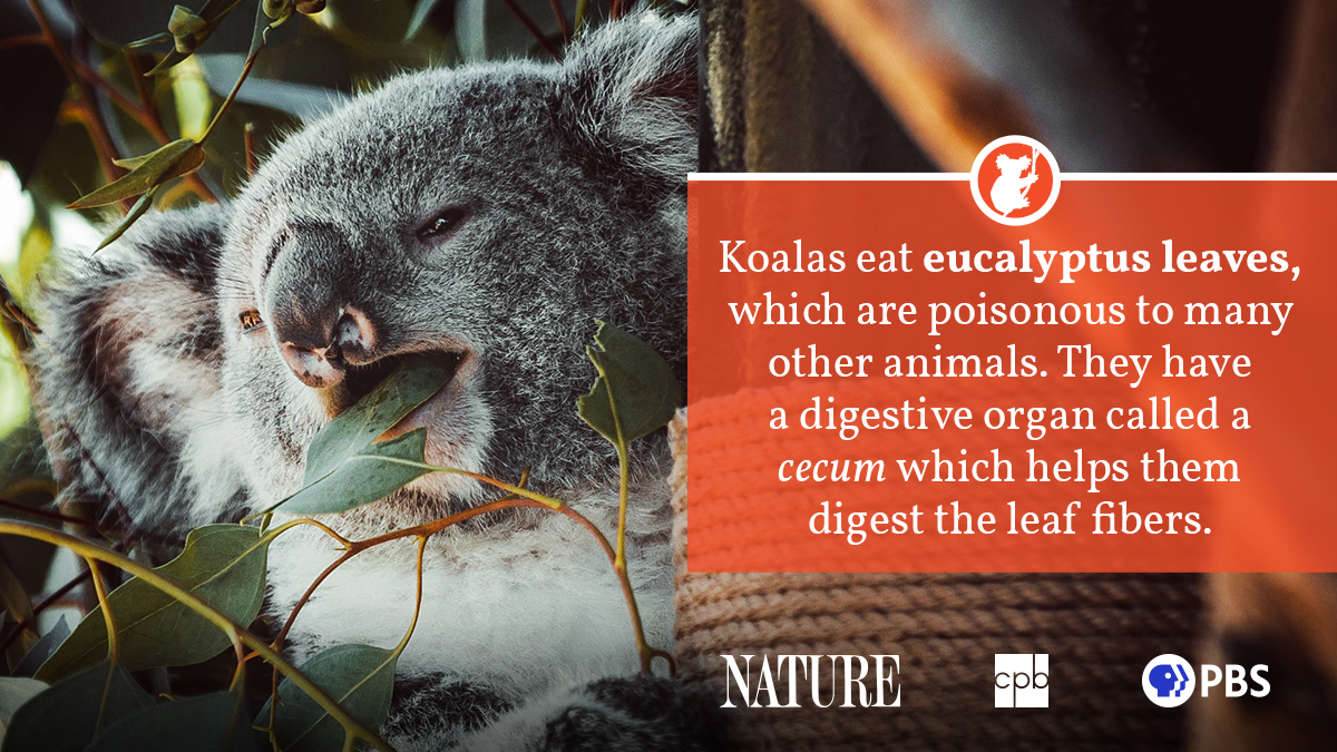 Koala Fact Sheet | Blog | Nature | PBS