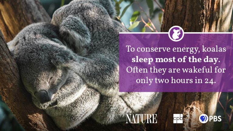 Koala Fact Sheet | Blog | Nature | PBS