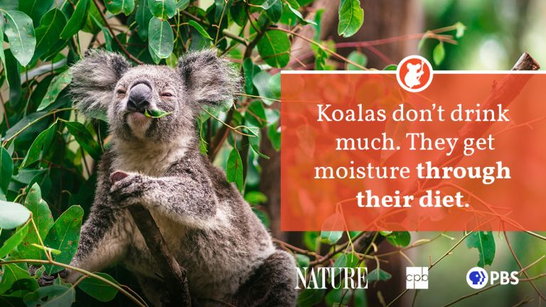 Koala Fact Sheet | Blog | Nature | PBS