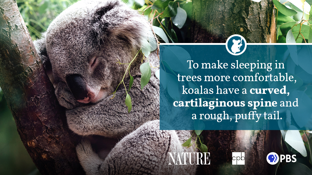 Koala Fact Sheet | Blog | Nature | PBS