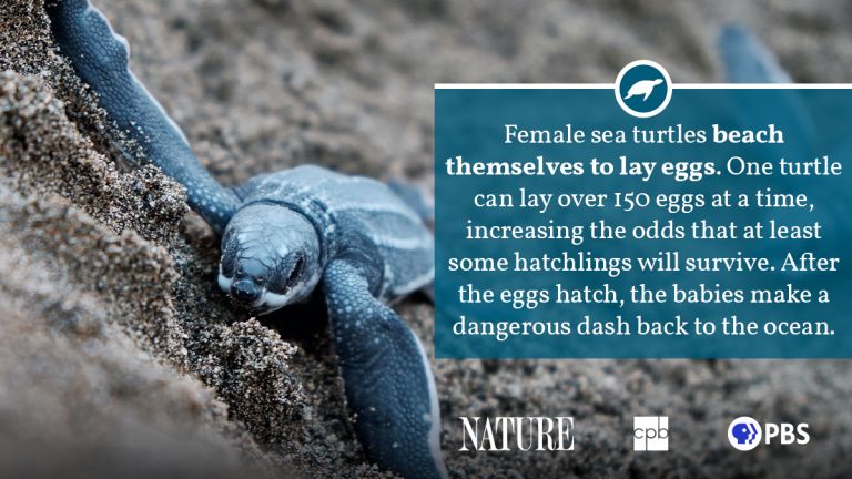 Sea Turtle Fact Sheet | Blog | Nature | PBS
