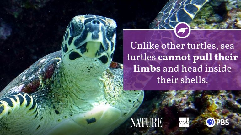 Sea Turtle Fact Sheet | Blog | Nature | PBS