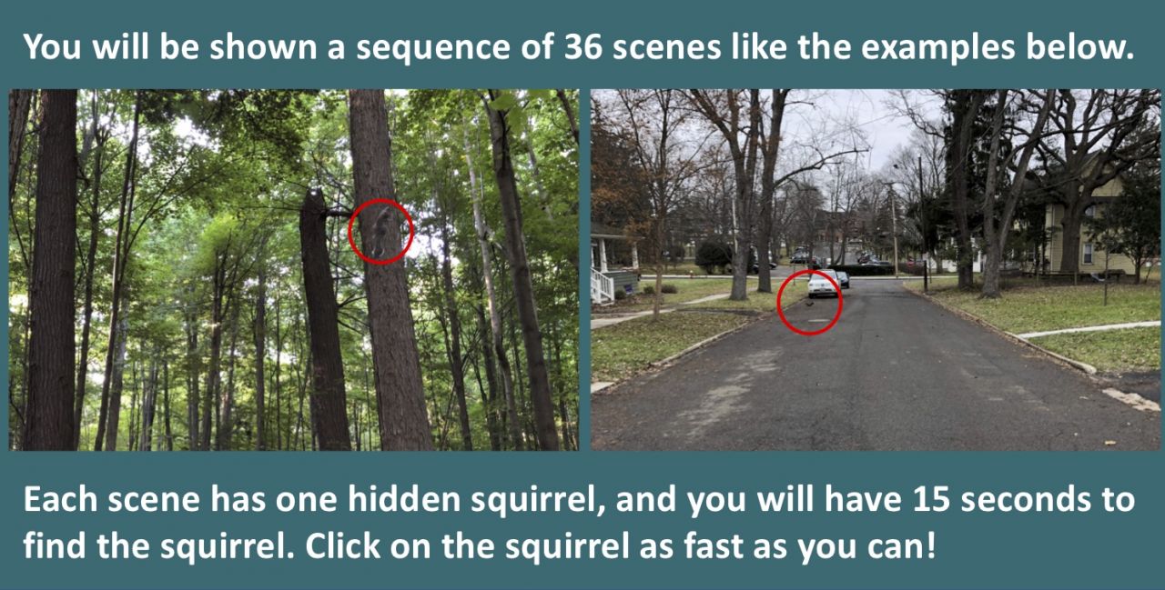 SquirrelMapper | Nature Nation | Blog | Nature | PBS