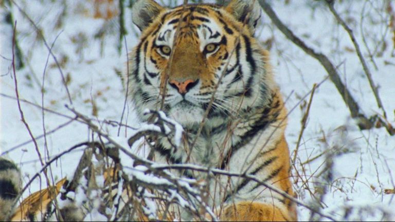 Siberian Tiger Saviors: Meet The Team Helping Tigers 'Claw Back' | Blog ...
