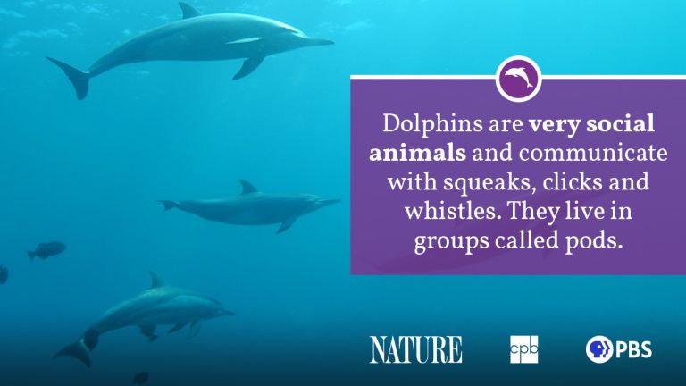 Dolphin Fact Sheet | Blog | Nature | PBS