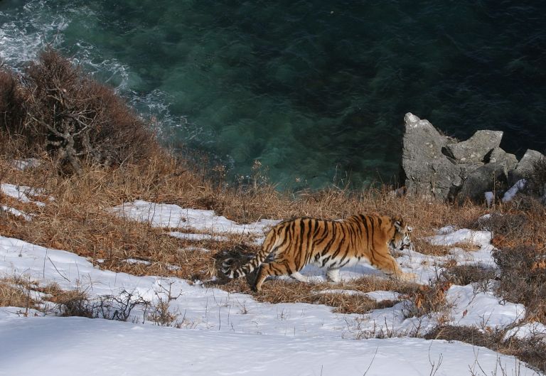 Siberian Tiger Saviors: Meet The Team Helping Tigers 'Claw Back' | Blog ...