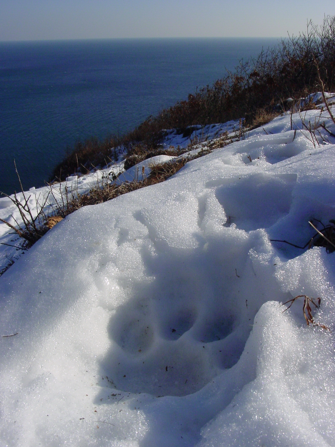 Siberian Tiger Saviors: Meet The Team Helping Tigers 'Claw Back' | Blog ...