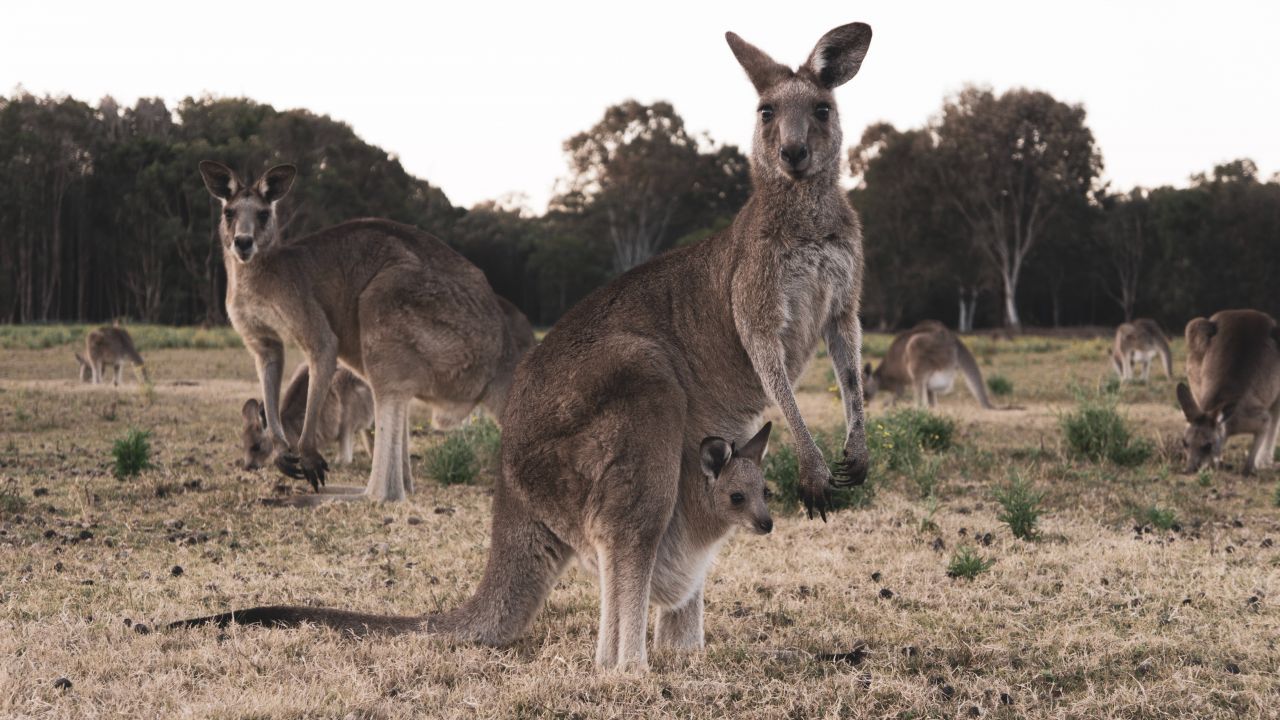 Kangaroo Fact Sheet | Blog | Nature | PBS