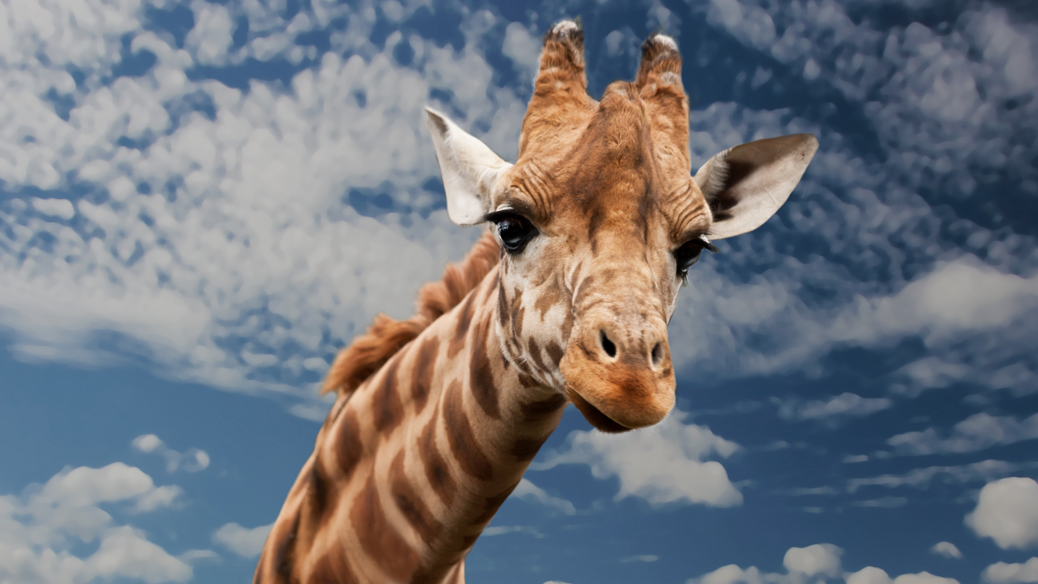 Giraffe Fact Sheet | Blog | Nature | PBS