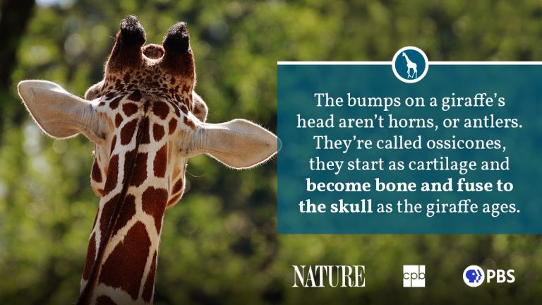 Giraffe Fact Sheet | Blog | Nature | PBS