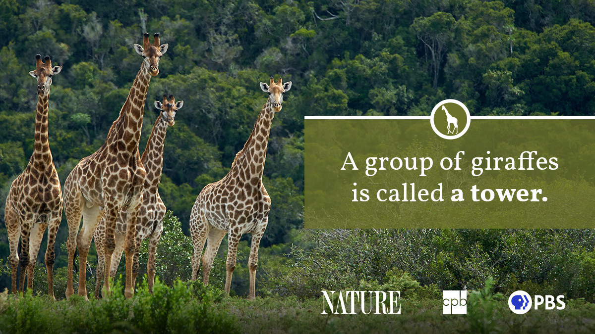 Giraffe Fact Sheet | Blog | Nature | PBS