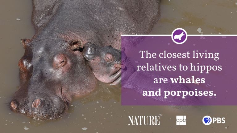 Hippo Fact Sheet | Blog | Nature | PBS