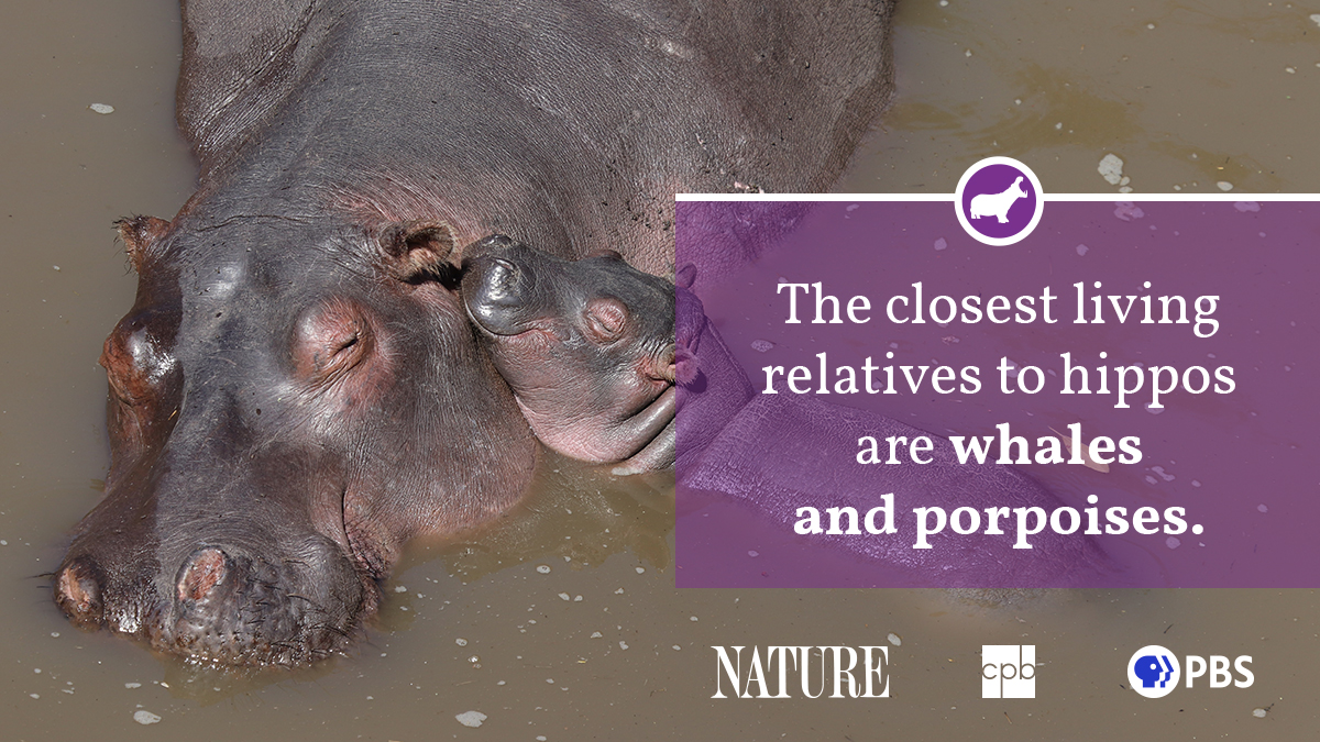 Hippo Fact Sheet | Blog | Nature | PBS