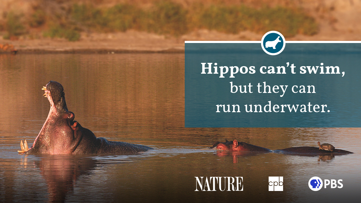 Hippo Fact Sheet | Blog | Nature | PBS