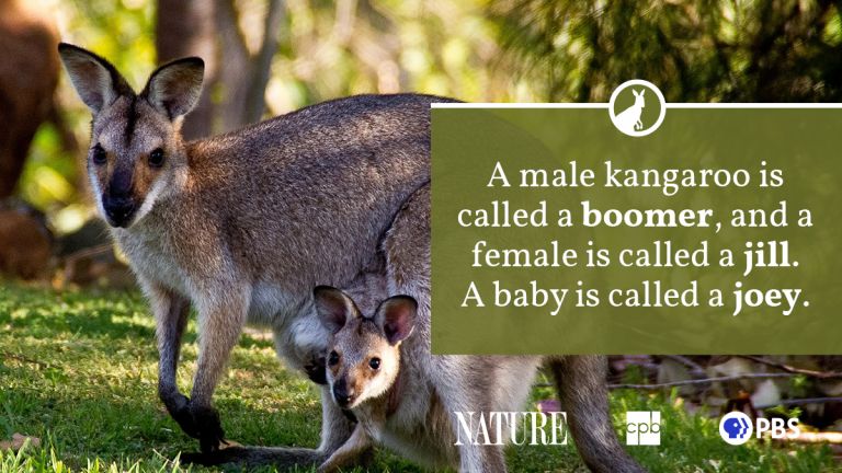 Kangaroo Fact Sheet | Blog | Nature | PBS