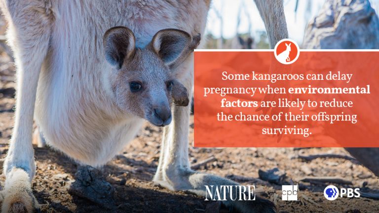 Kangaroo Fact Sheet | Blog | Nature | PBS