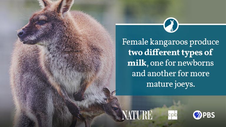 Kangaroo Fact Sheet | Blog | Nature | PBS | Carlos Ramirez