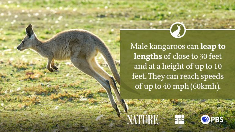 Kangaroo Fact Sheet | Blog | Nature | PBS