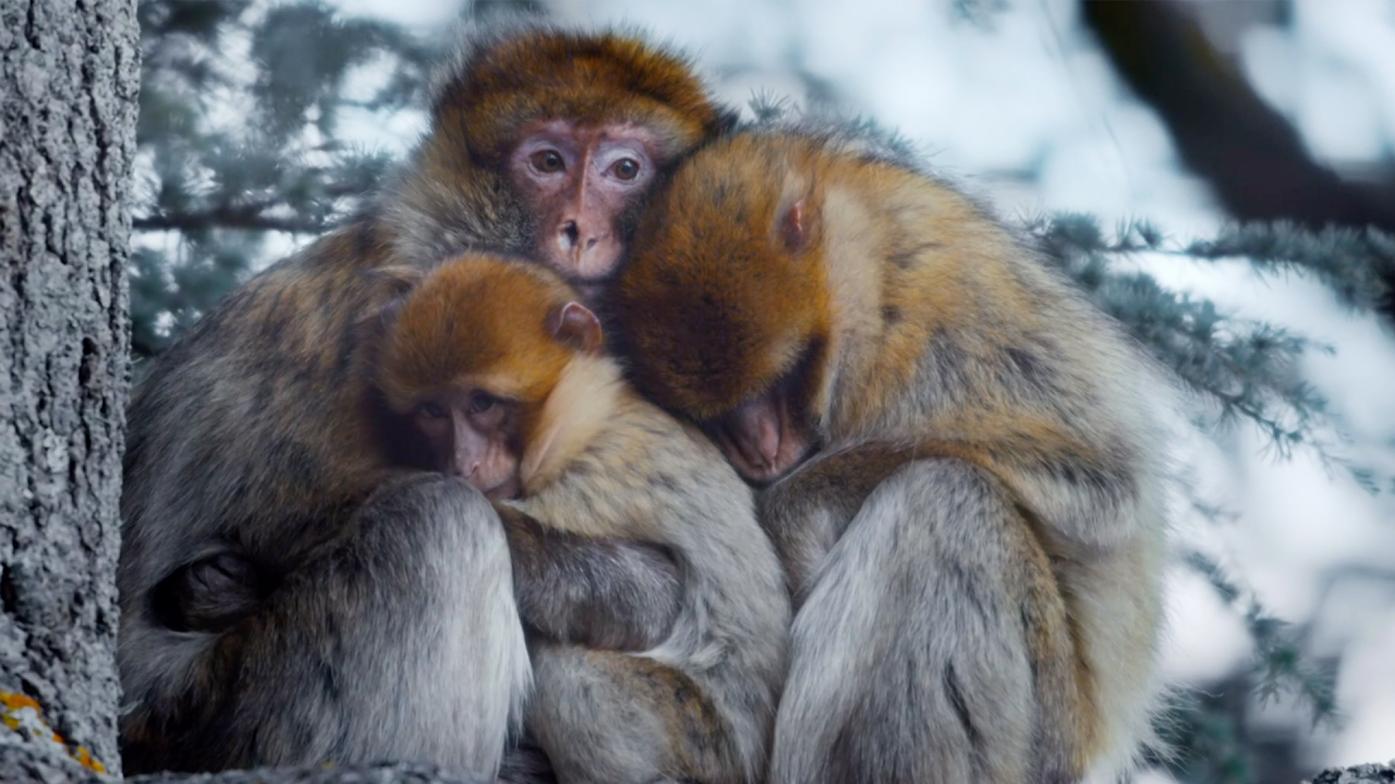 NATURE Season 39 Preview | Blog | Nature | PBS