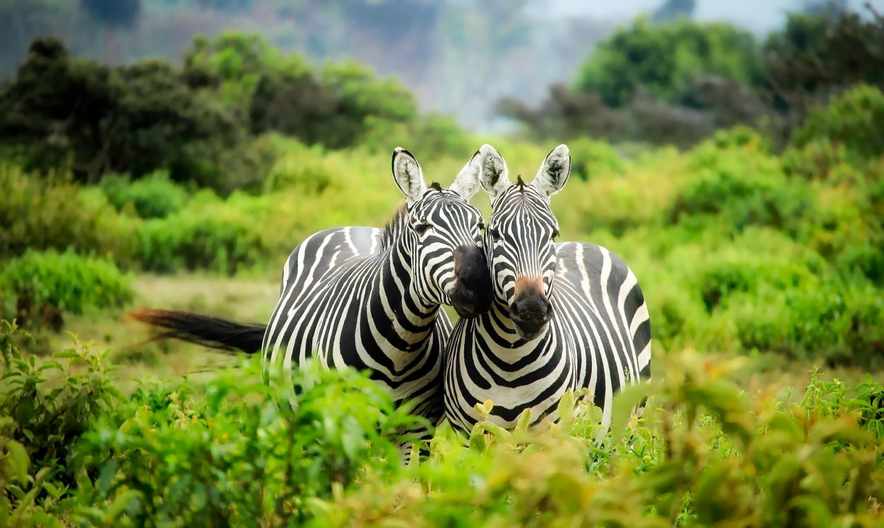 Zebra Fact Sheet | Blog | Nature | PBS