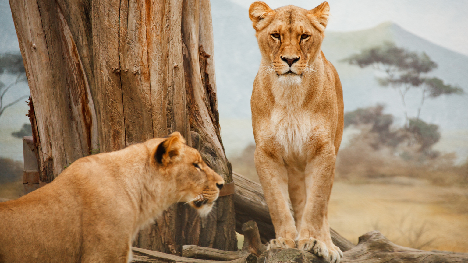 Lion Fact Sheet | Blog | Nature | PBS