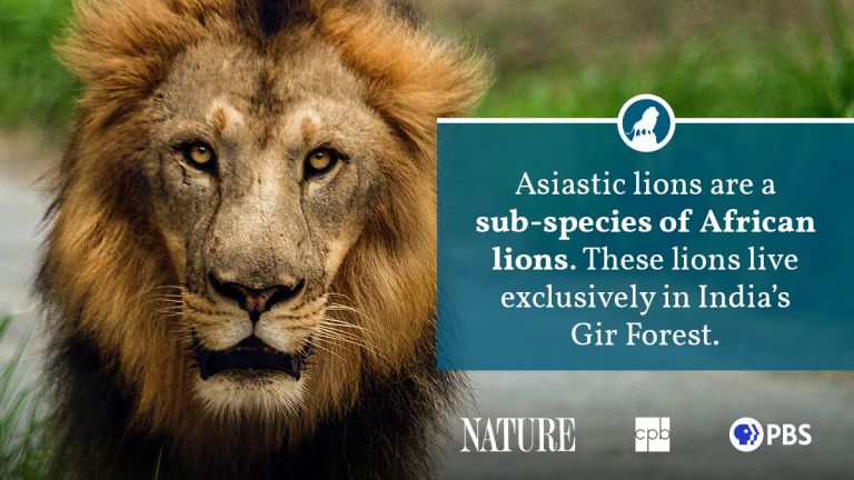 Lion Fact Sheet | Blog | Nature | PBS