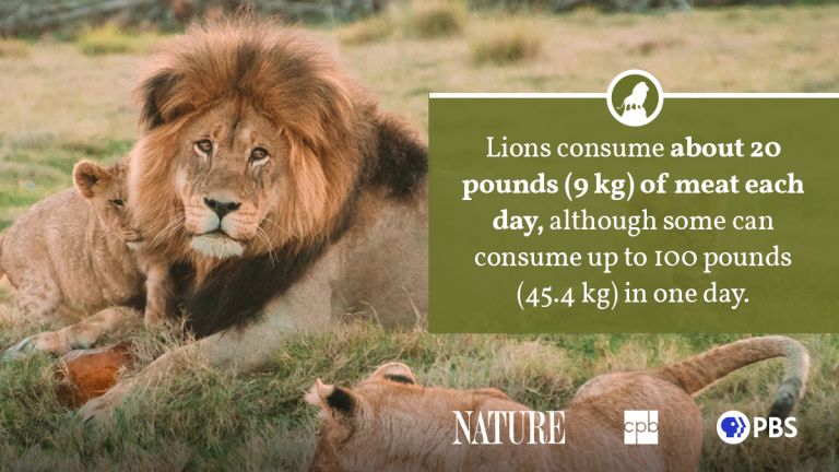Lion Fact Sheet | Blog | Nature | PBS