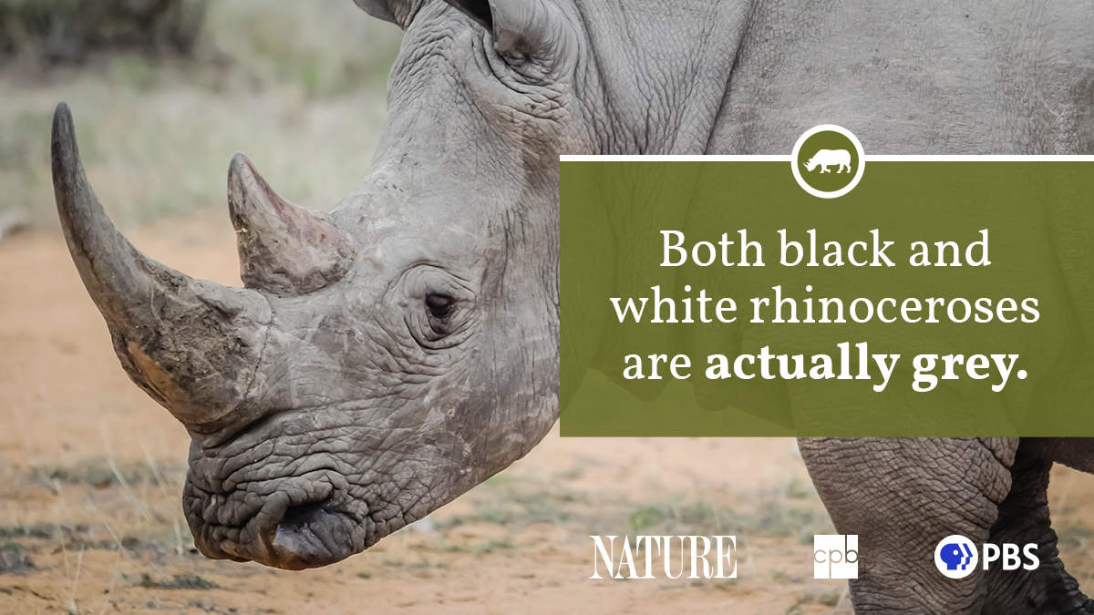 Rhinoceros Fact Sheet | Blog | Nature | PBS