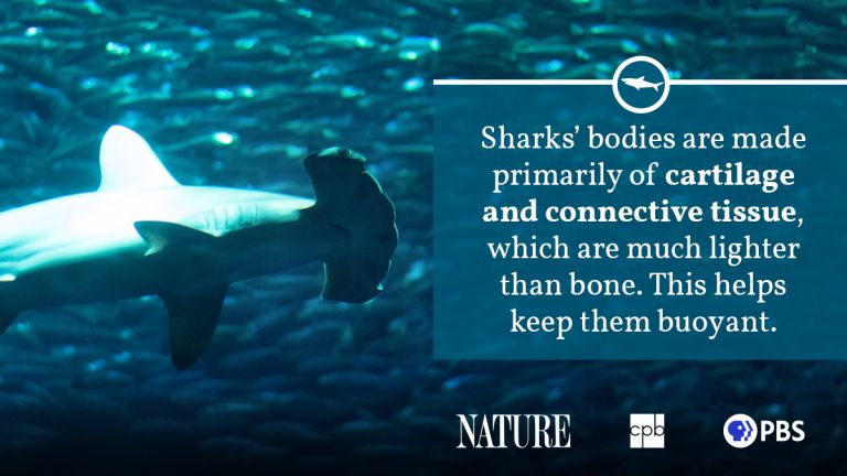 Shark Fact Sheet | Blog | Nature | PBS