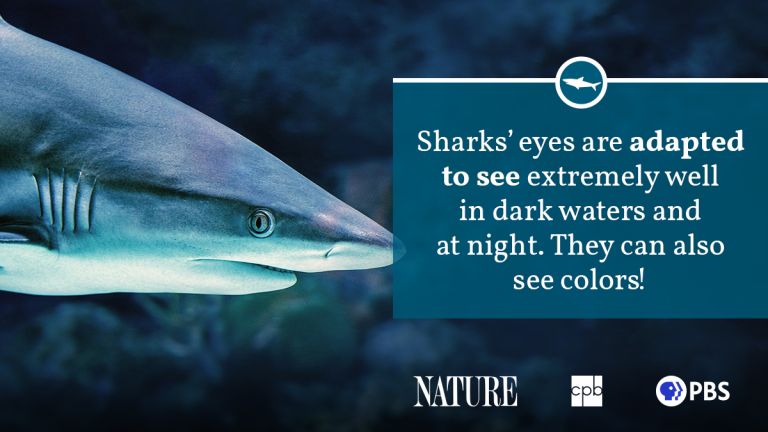 Shark Fact Sheet | Blog | Nature | PBS