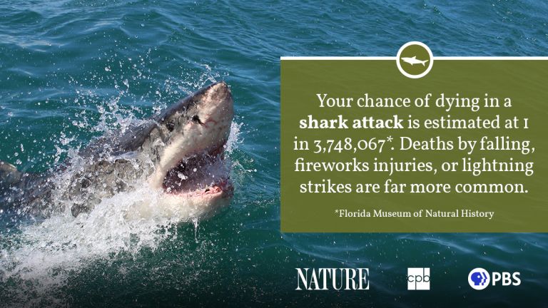 Shark Fact Sheet | Blog | Nature | PBS