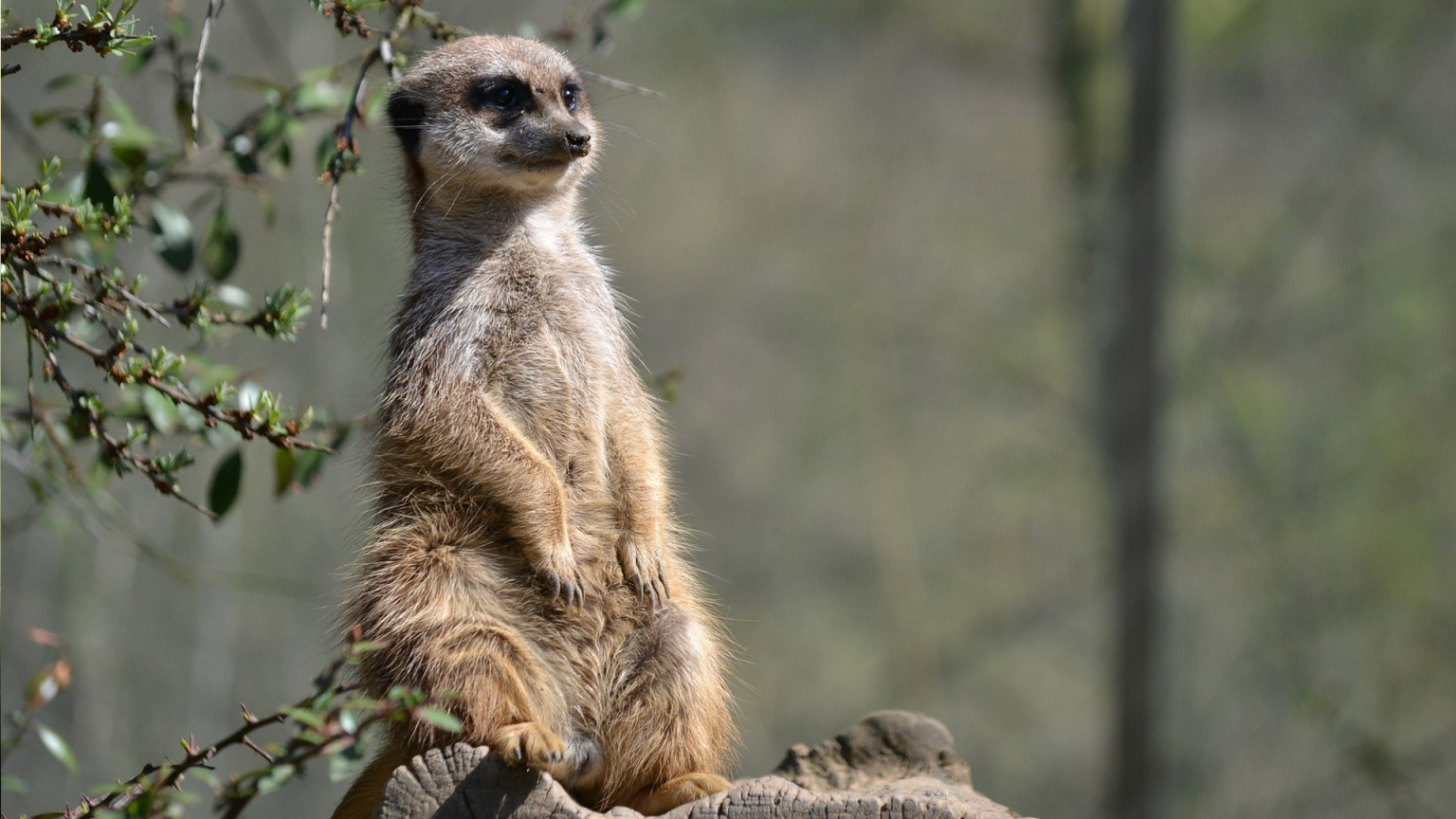 Meerkat Fact Sheet | Blog | Nature | PBS