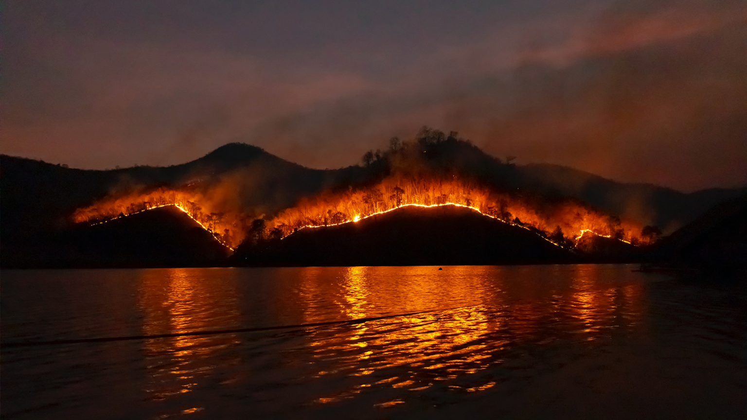 The Long-Lasting Impact of Wildfires on Wildlife, WWF Explains | Blog ...