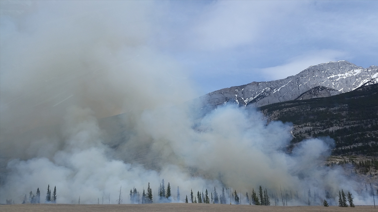 The Long-Lasting Impact of Wildfires on Wildlife, WWF Explains | Blog ...