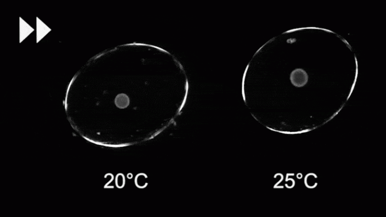 Embryo Cam | Nature Nation | Blog | Nature | PBS