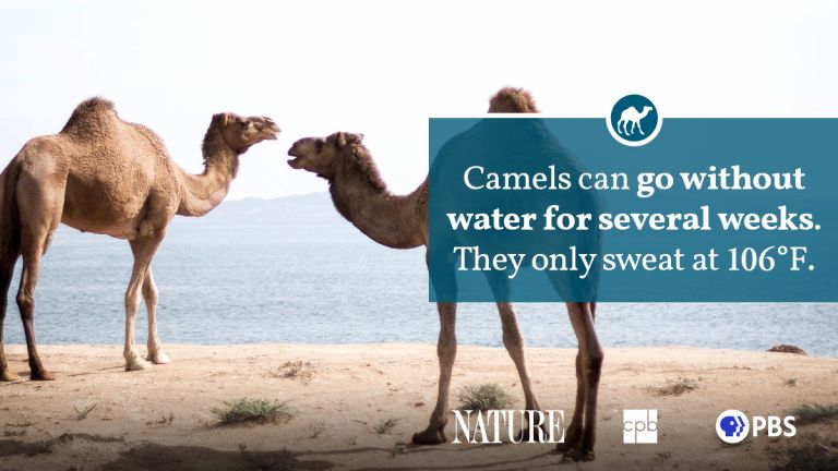 Camel Fact Sheet | Blog | Nature | PBS