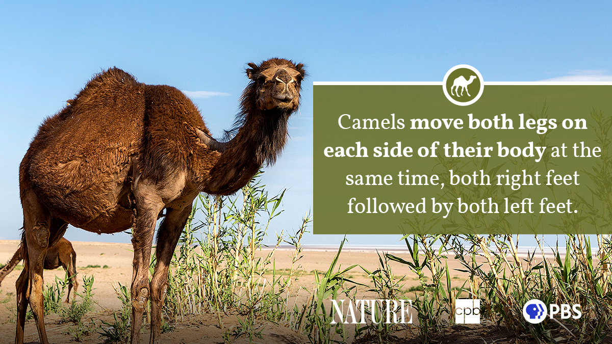 Camel Fact Sheet | Blog | Nature | PBS