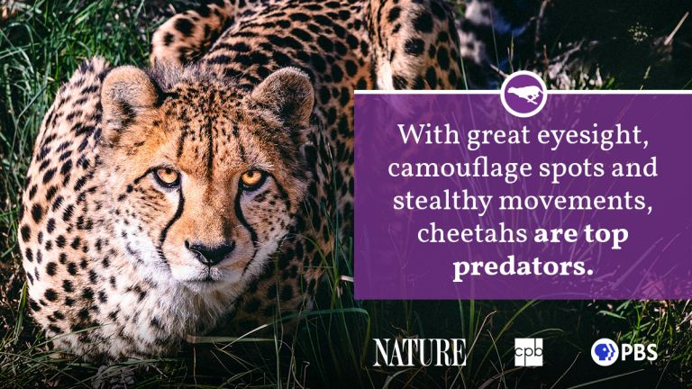 Cheetah Fact Sheet | Blog | Nature | PBS
