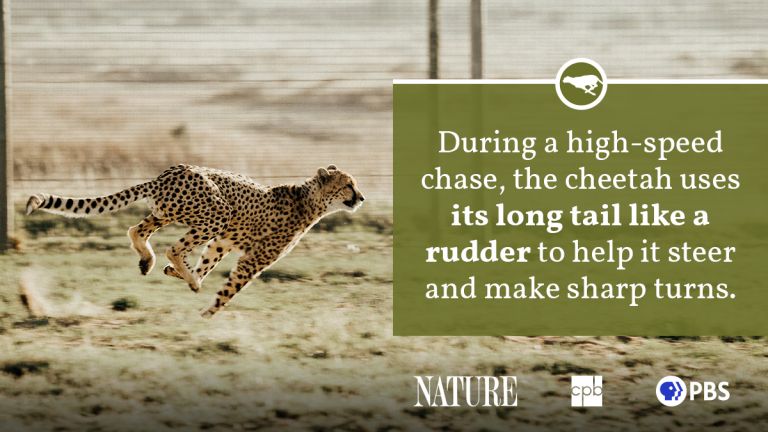 Cheetah Fact Sheet | Blog | Nature | PBS