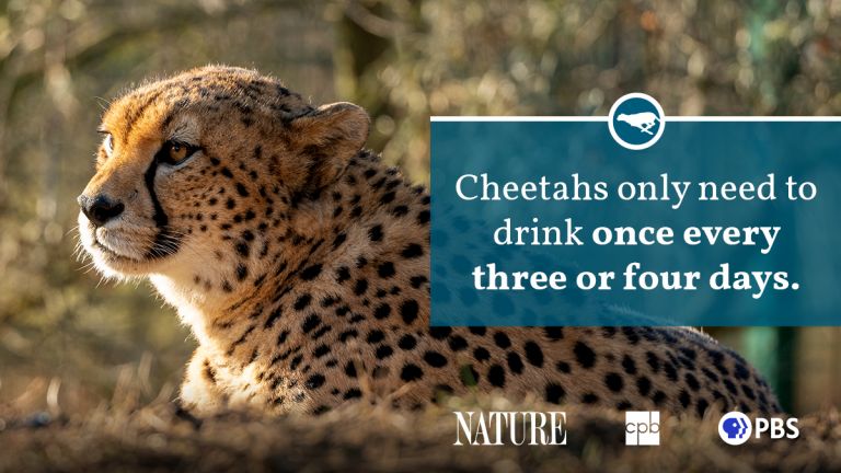 Cheetah Fact Sheet | Blog | Nature | PBS
