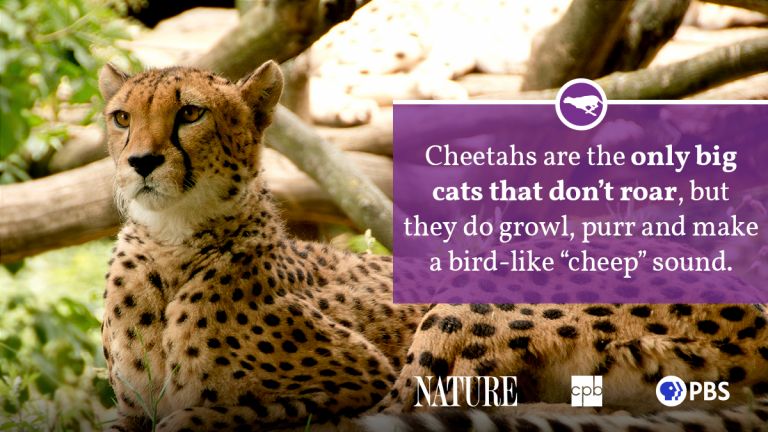 Cheetah Fact Sheet | Blog | Nature | PBS