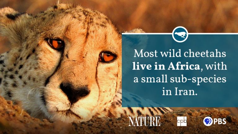 Cheetah Fact Sheet | Blog | Nature | PBS