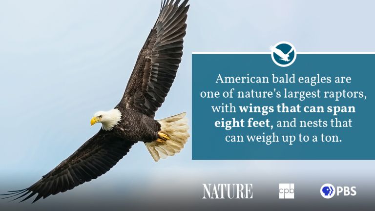 Bald Eagle Fact Sheet | Blog | Nature | PBS